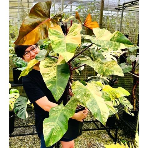 Jual Tanaman Hias Philodendron Strawberry Shake Philo Pink Princes