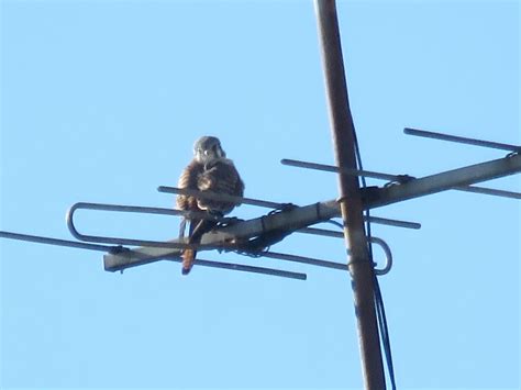Caranchos Gavilanes Y Halcones Las Aves Rapaces Que Los Porteños Descubren En Cuarentena Infobae