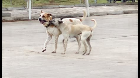 Asia Dog Mating For Breeding Street Animal Catch Up Street Dog Asia