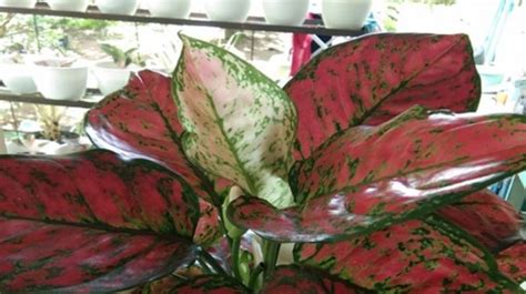 4 Kelebihan Aglonema Dan Cara Merawat Tanaman Hias Yang Banyak Peminatnya
