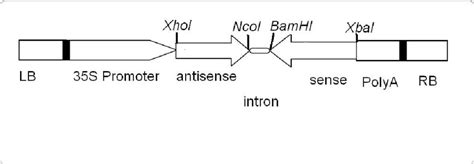 Schematic Diagram Of The Binary Construct Used For Plant Download