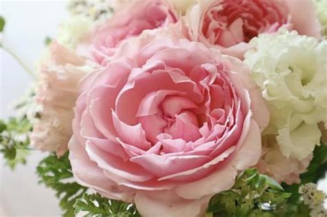 9ページ目 花の写真素材｜写真素材なら「写真ac」無料（フリー）ダウンロードok