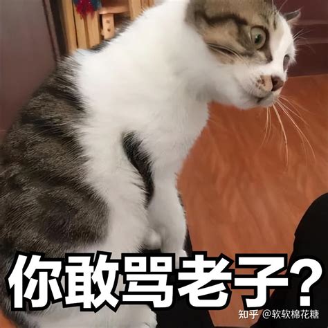 猫能 贱”到什么样？网友：忍不了一点 知乎
