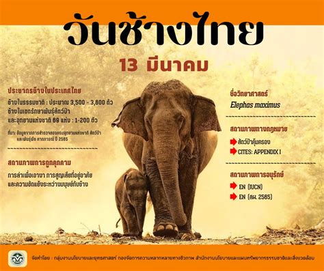 13 มีนาคมของทุกปี วันช้างไทย กลไกการเผยแพร่ข้อมูลข่าวสารความหลากหลาย