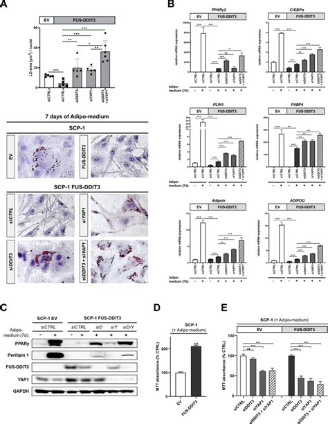 Rnai Mediated Depletion Of Fus Ddit3 And Yap1 Reverses The Adipogenic