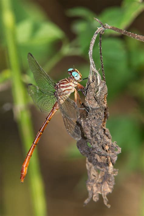 Russet Tipped Clubtail Stylurus Plagiatus