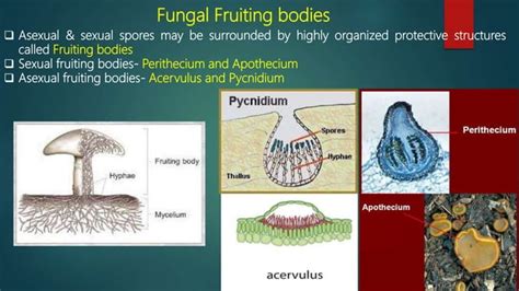 Sexual Reproduction In Fungi Pptx Infertility Reproductive Health