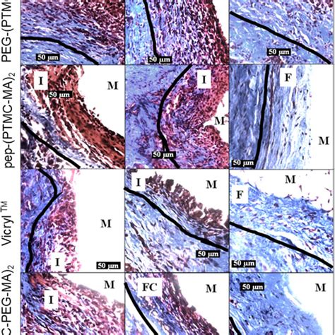 Fluorescent Cd68 Staining Of The Tissues Surrounding Implants At Week