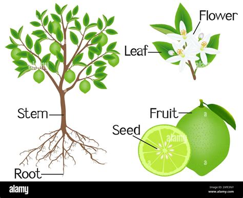 Parts Of A Lime Tree On A White Background Stock Vector Image And Art Alamy