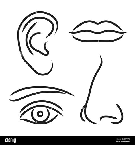 Ilustración de la nariz orejas boca y ojos Fotografía de stock Alamy