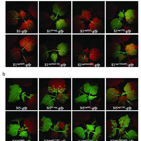 Differential Green Fluorescence Intensities Produced By S1 Gfp And Its