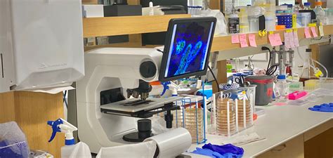 Err Gamma ‘trains Stomach Stem Cells To Become Acid Producing Cells Bcm