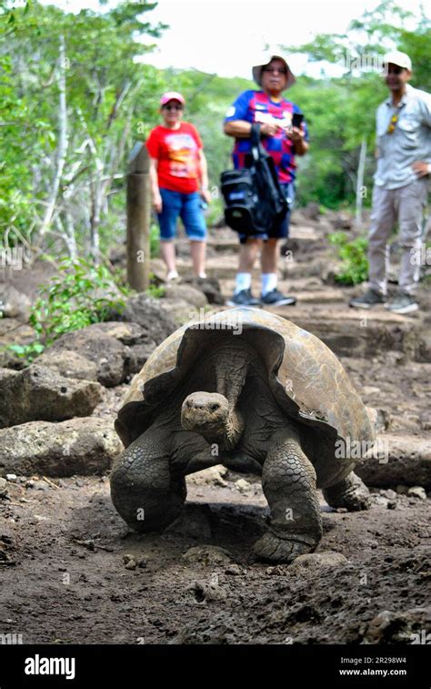 A Galapagos Giant Tortoise Chelonoidis Spp Walking Tourists In