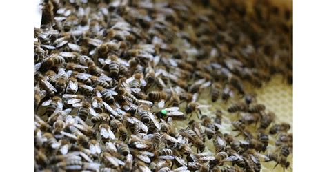 Открийте пчелната майка и преценете състоянието й Български Фермер