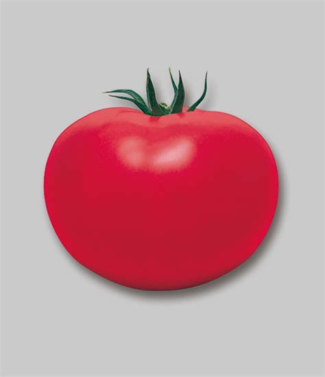桃太郎ネクスト トマト ｜ 品種カタログ ｜ タキイの野菜【タキイ種苗】
