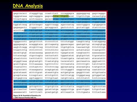 ppt dna sequencing dideoxy chain termination powerpoint presentation