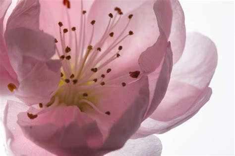 13000 Bunga Persik Foto Foto Foto Stok Potret And Gambar Bebas Royalti Istock