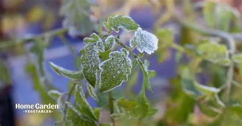What Is The Coldest Temperature Tomato Plants Can Handle Home Garden