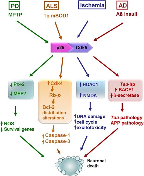 A Sequel To The Tale Of P25 Cdk5 In Neurodegeneration Neuron