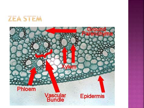 Ppt Plant Tissues Powerpoint Presentation Free Download Id1931801