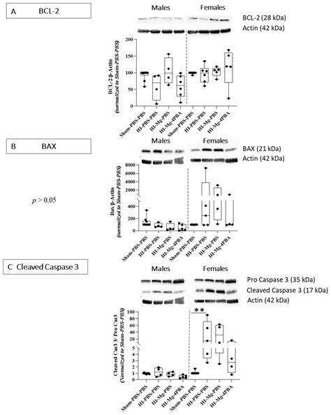 Effects Of Mgso4 Alone Or Associated With 4 Pba On Behavior And White