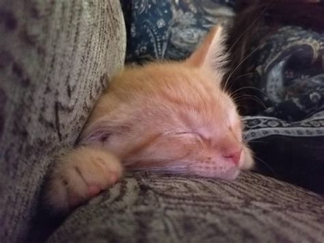 Mom Wouldnt Let Me Have A Cat Growing Up So Now At 25 I Just Got My