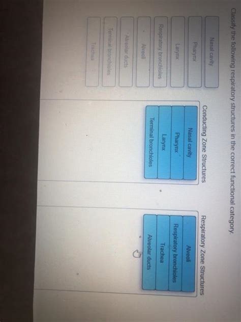 solved classify the following respiratory structures in the