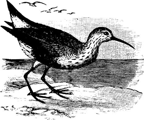 Dunlin Vintage Illustration 13782422 Vector Art At Vecteezy