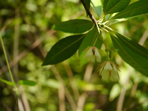 Elaeocarpus Eflora Of India