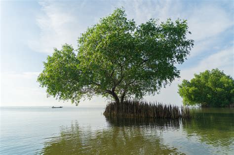 Thale Noi 식물원 오래된 종이 껍질 숲 호수 바다 또는 강이있는 열대 우림및 태국 파트탈룽 의 국립 공원에서 반사하는