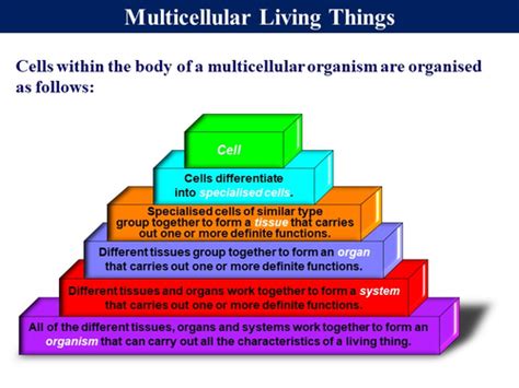 Bio21 Cells Discovery Organisation And Specialisation Teaching Resources