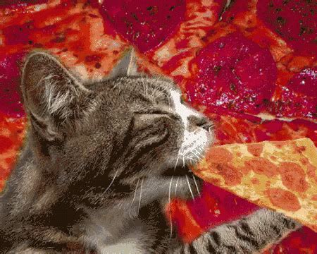 Cat Party Eating Pizza Yum  625×500 Cat Party
