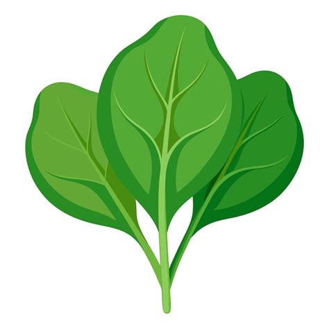 Premium Vector Spinach Vegetable For Cooking Meals A Bright Element