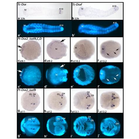 Expression Of Doublesex Dsx In Tribolium A Universal Probe B
