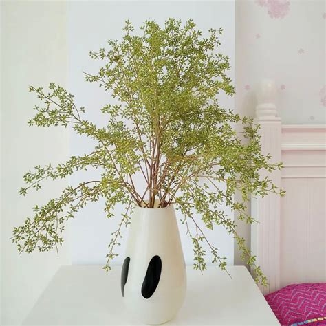 Eucalptus Fruit Weeklybulbs