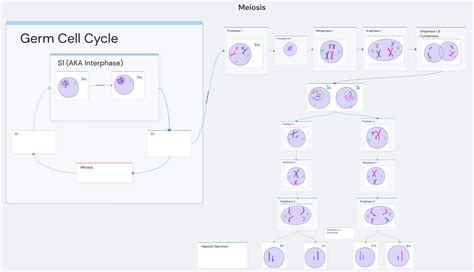 Cell Cycle Map