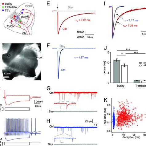 Comparison Of Ipsc Versus Epsc Kinetics A Eipscs And Eepscs From Two Download Scientific