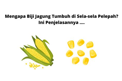Mengapa Biji Jagung Tumbuh Di Sela Sela Pelepah Ini Penjelasannya