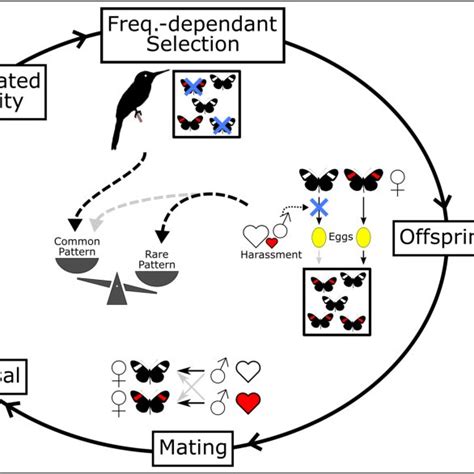 Overview Of The Study A Visualization Of The Individual Based Model