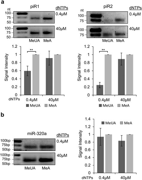 Detection Of 2′ O Methylation At The 3′ Ends Of Small Rna The 3′ End