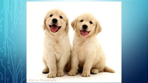 Exposure Hierarchy Adults Emetophobia Resources