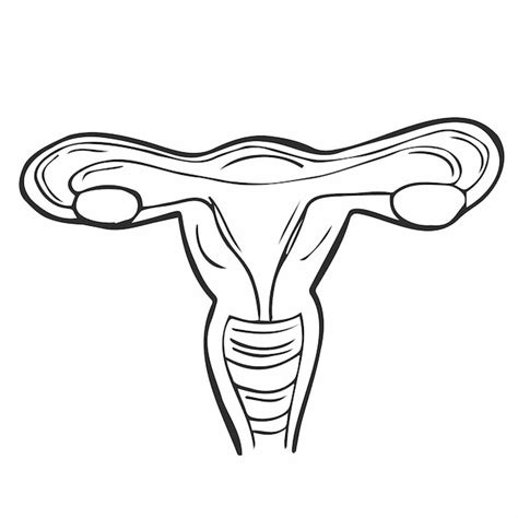 Ilustración De Silueta De Icono Femenino Reproductivo Utero Vector