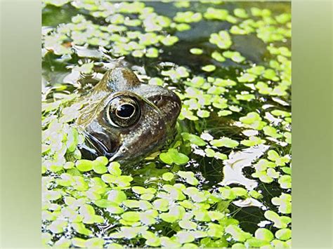 Frog Liver Cells Under Microscope