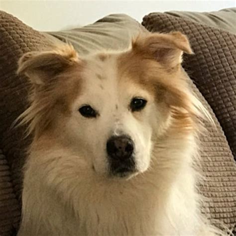 Diagon Alley Poster Counted Cross Stitch Pattern Digital Download Pdf Chart Etsy