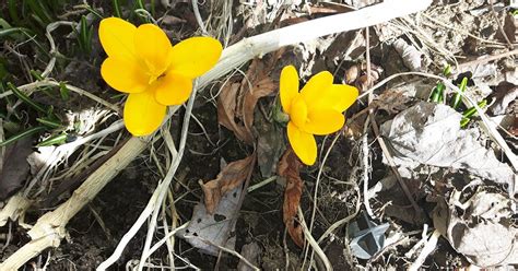 InScribe Writers Online Lent Guest Post By Ruth Ann Adams