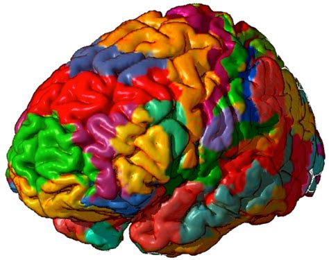 New Brain Map Provides Unprecedented Detail In Areas Of The Cerebral Cortex Kurzweil