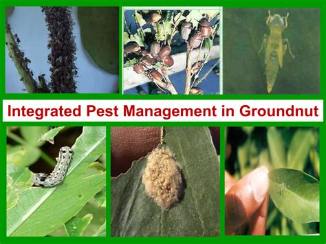 Integrated Pest Management In Groundnut By Rars Tirupat And Aicrp
