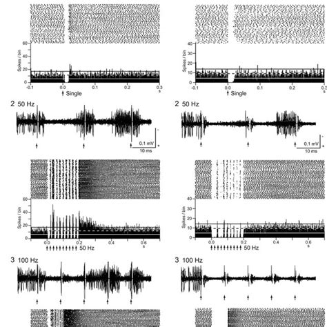 Responses Of Gpe Neurons To Local Gpe Microstimulation A B Raw