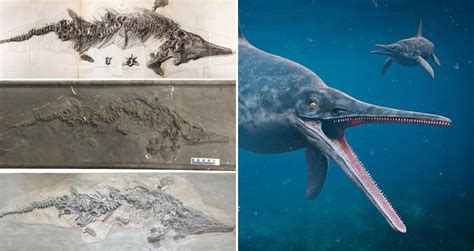 Scientists Discover Long Lost Casts Of First Ichthyosaur Fossil