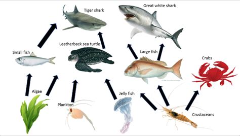 Tiger Shark Food Web